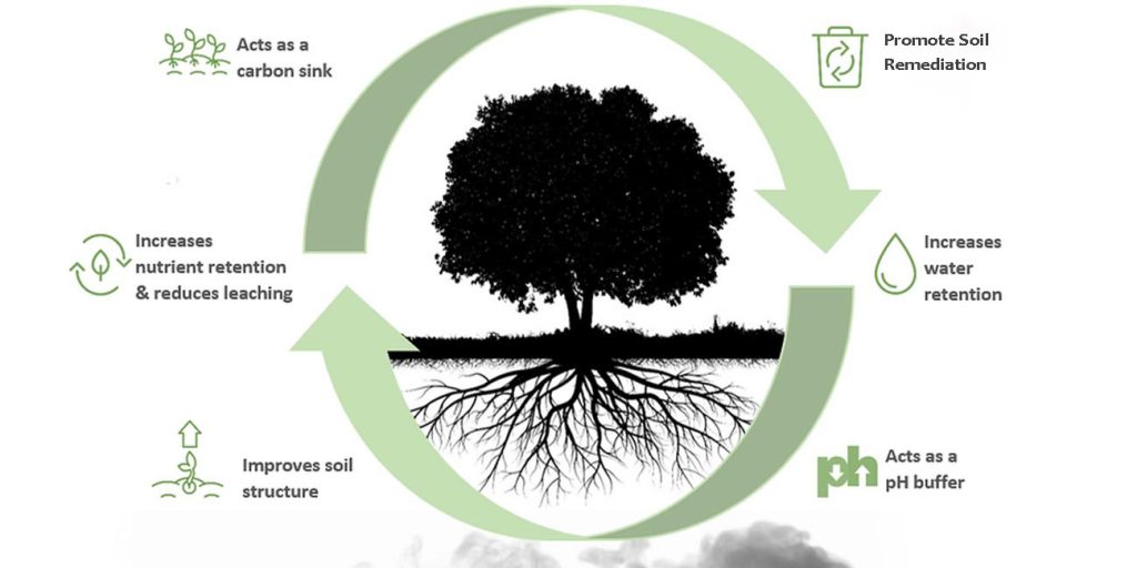 Biochar in Agriculture: A Soil Amendment for Sustainable Development